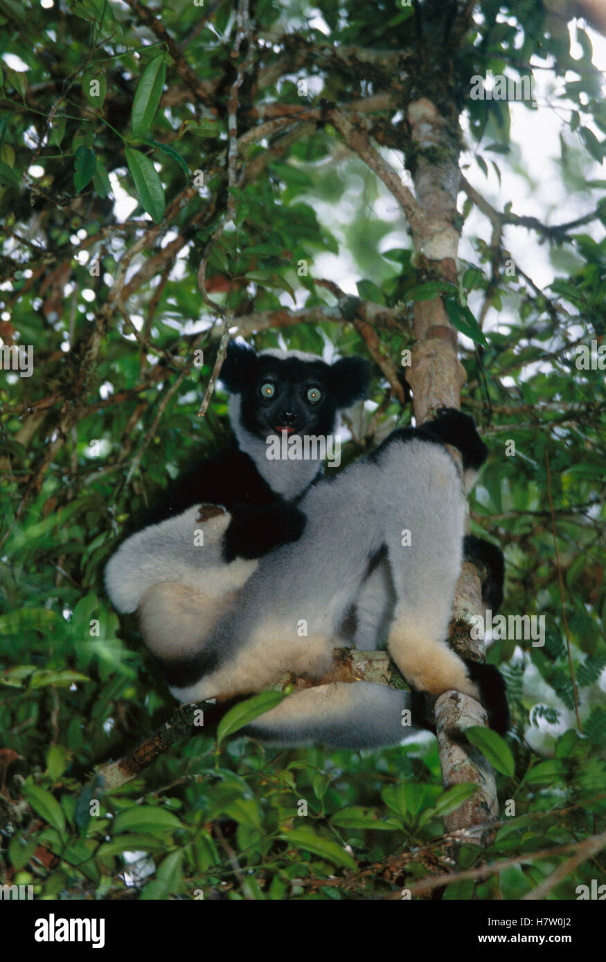 Indri (Indri indri) sitting in tree, Madagascar Stock Photo - Alamy