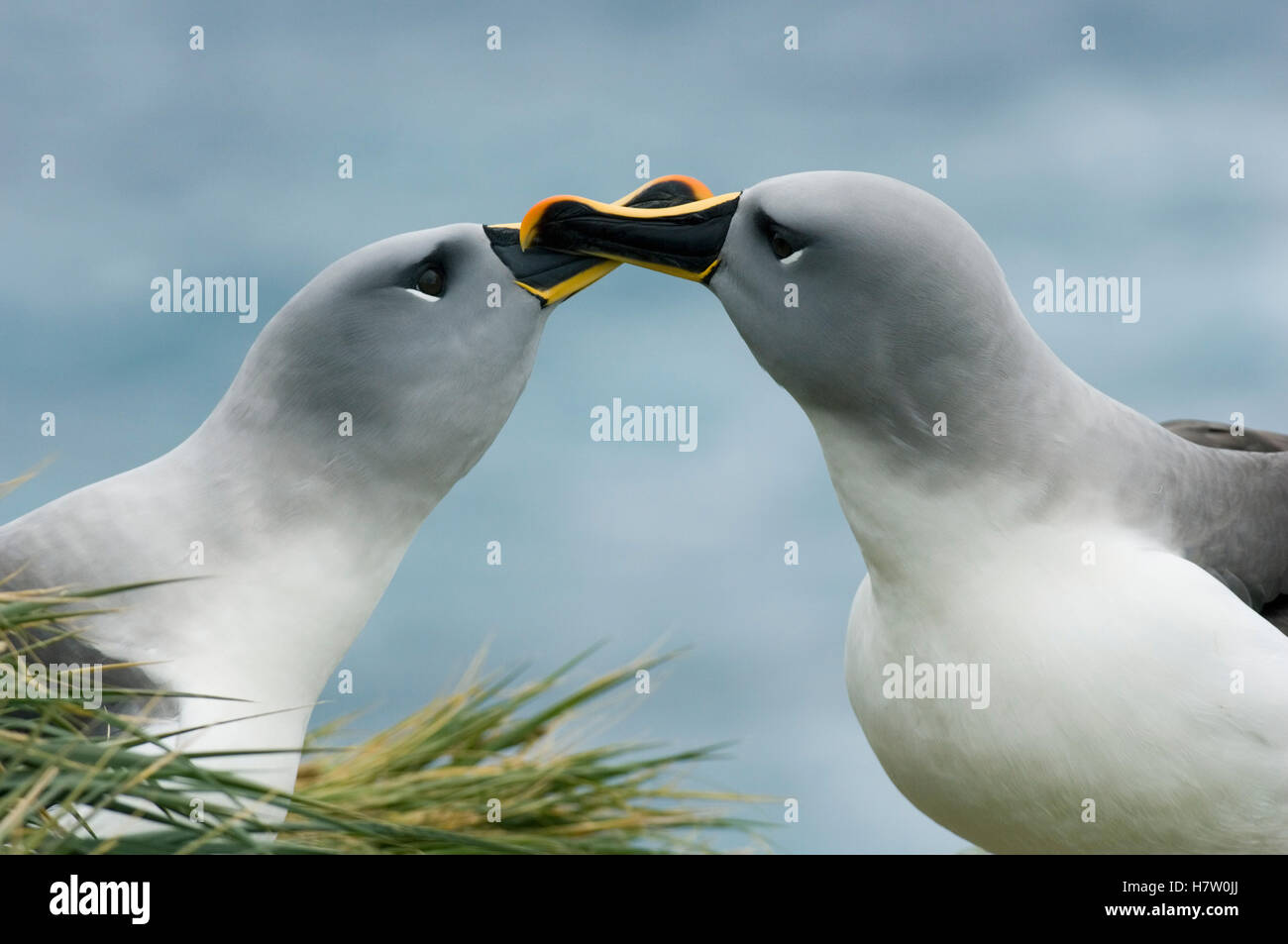 Grey-headed Albatross (Thalassarche chrysostoma) pair courting, Bird ...