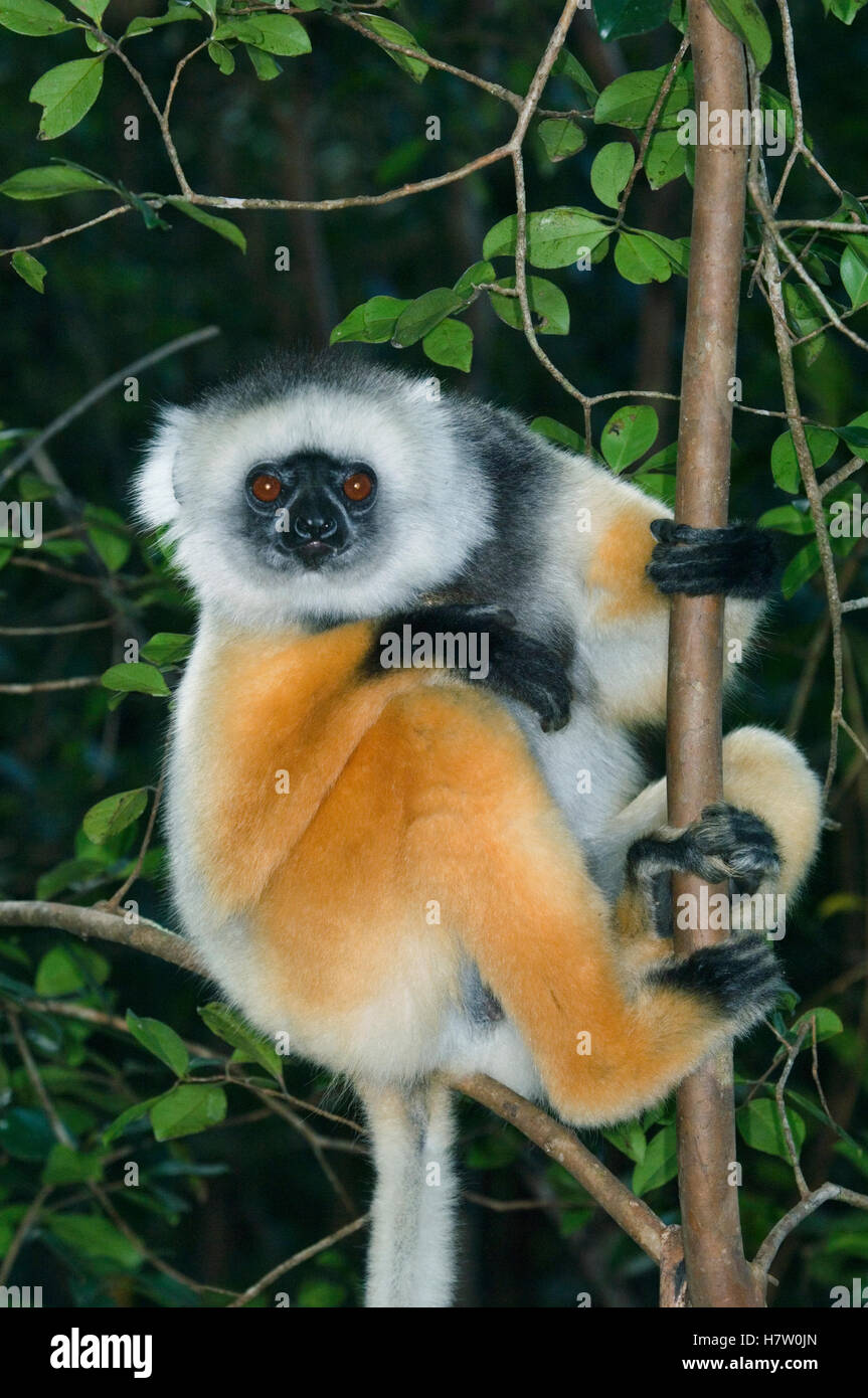 Diademed Sifaka (Propithecus diadema) in tree, Andasibe, Mantadia ...