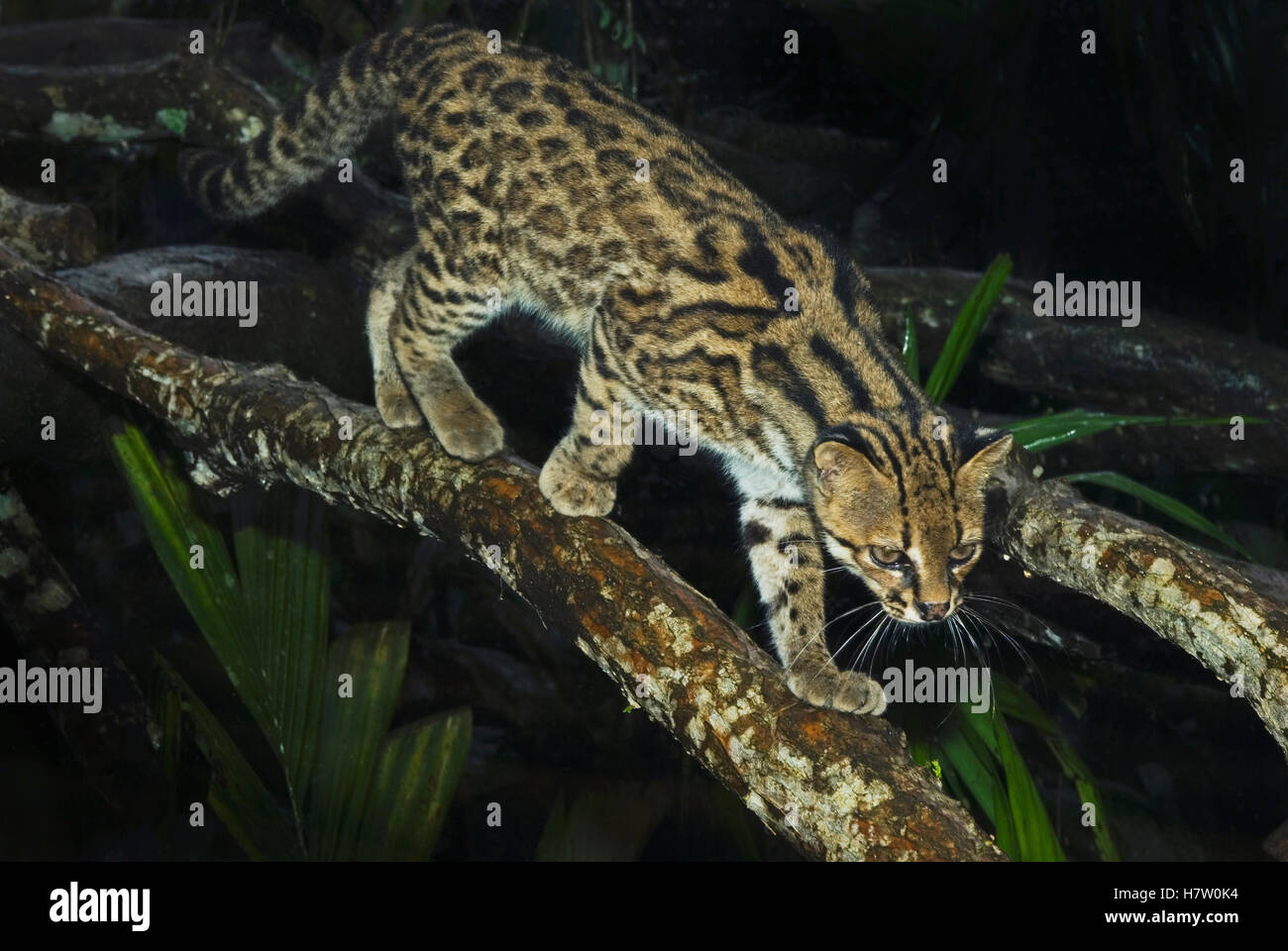 Oncilla (Leopardus tigrinus) walking on branch, Costa Rica Stock Photo ...
