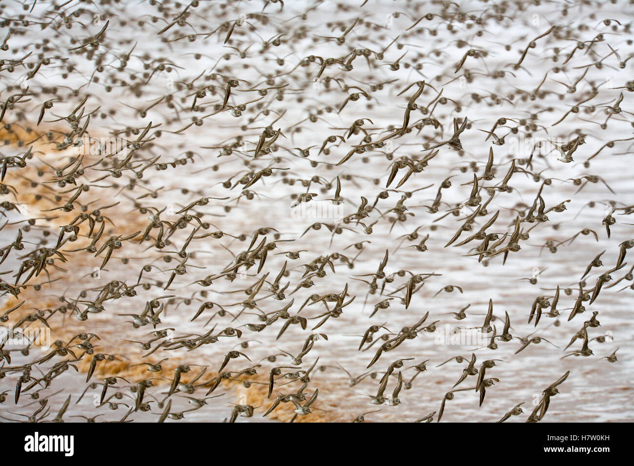 Semipalmated Sandpiper (Calidris pusilla) flock flying during annual ...