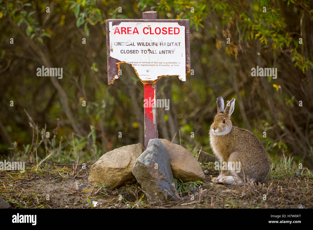 Snowshoe Hare (Lepus americanus) with summer coat beside gnawed park ...