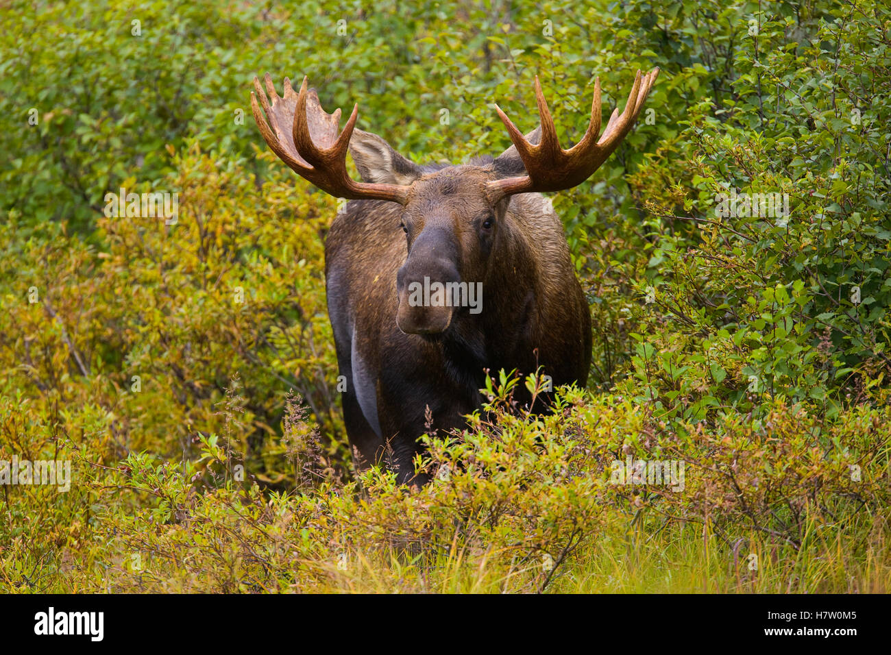 Alaska Moose (Alces alces gigas) bull in tundra during fall rut, Denali ...