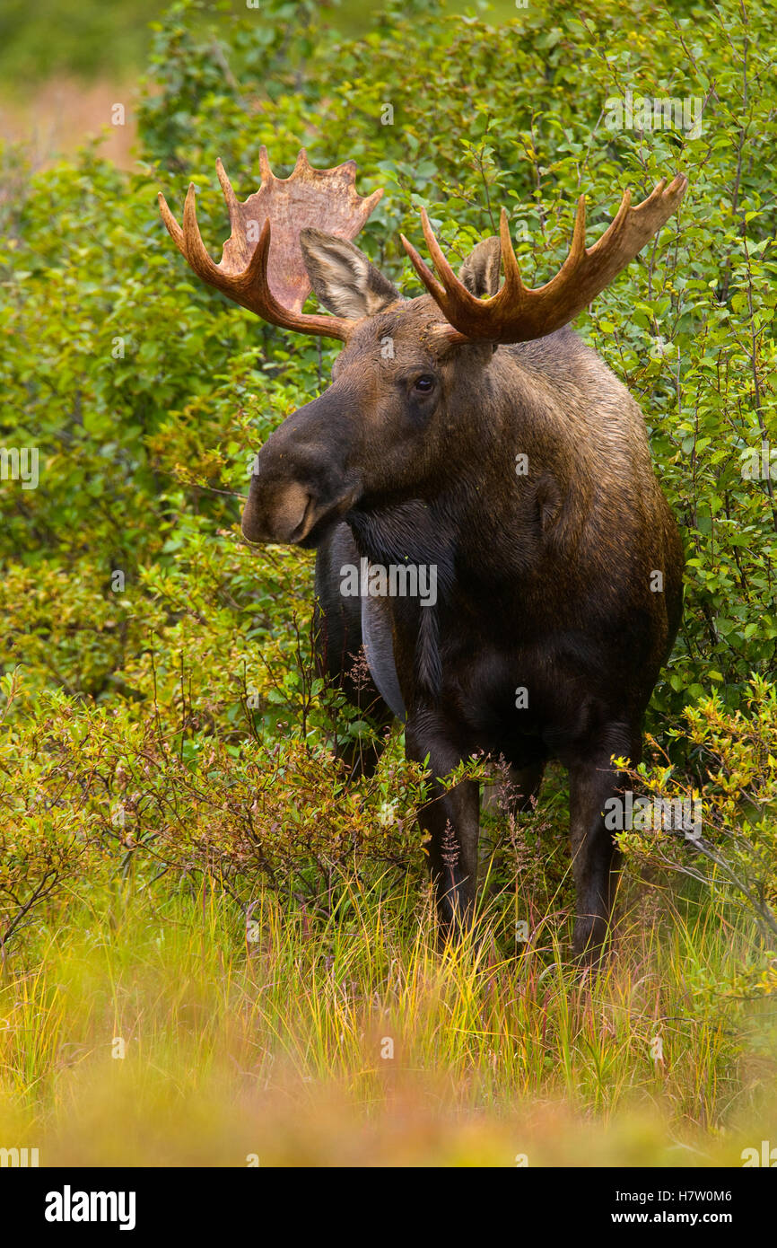 Alaska Moose (Alces alces gigas) in tundra during fall rut, Denali ...