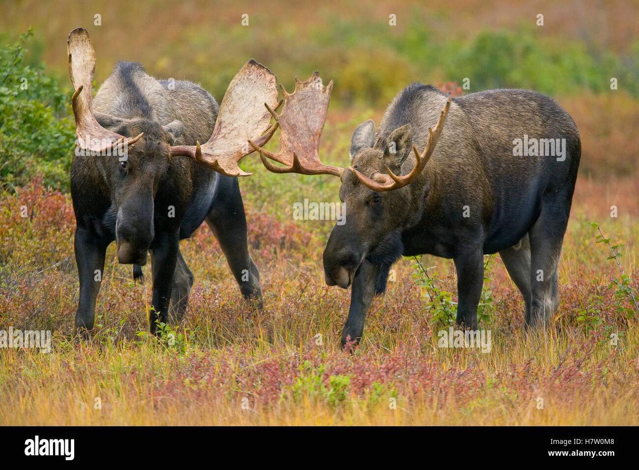 Alaska Moose (Alces alces gigas) males during fall rut, Denali National ...