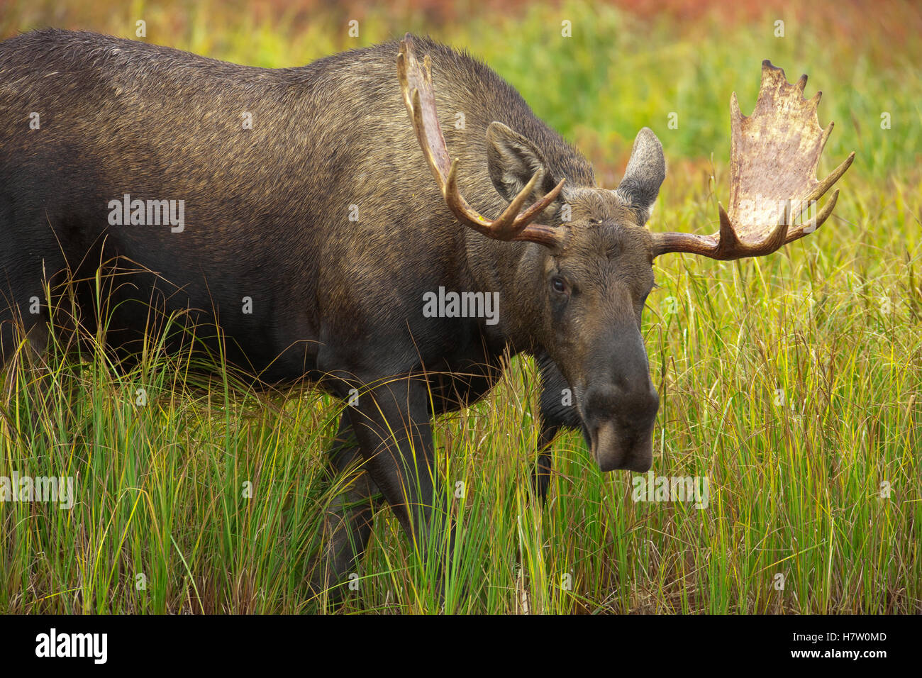 Alaska Moose (Alces alces gigas) male, Denali National Park, Alaska ...