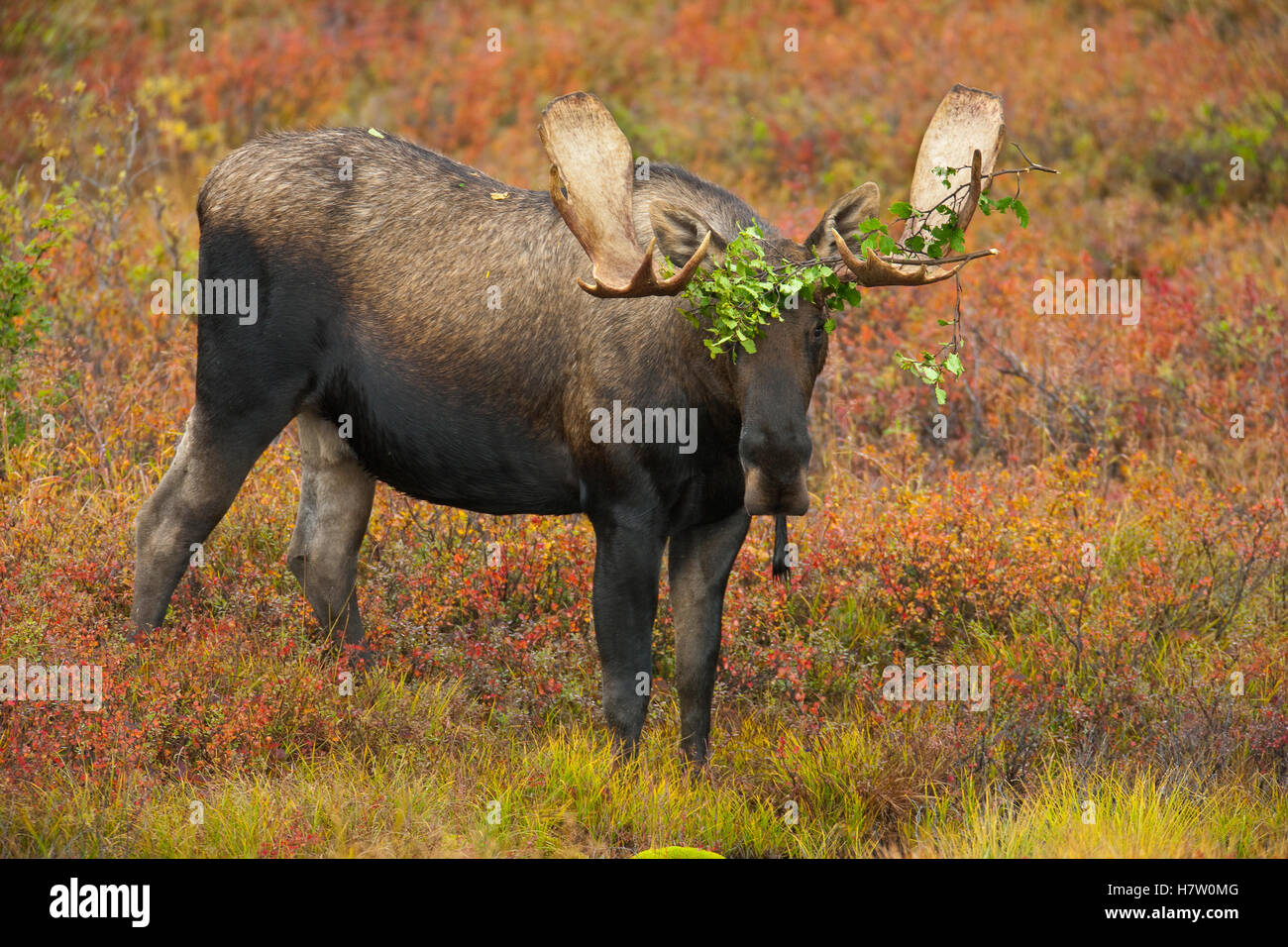 Alaska Moose (Alces alces gigas) during fall rut with alder twigs ...