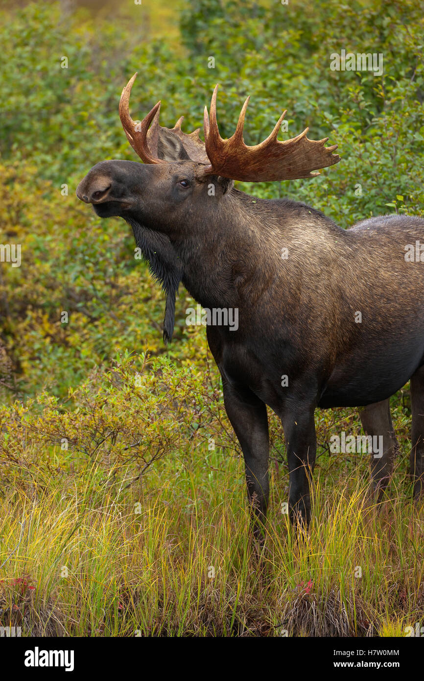 Alaska Moose (Alces alces gigas) bull during fall rut, Denali National ...