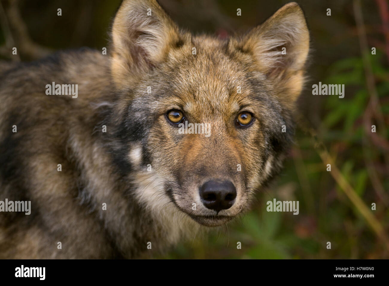 Timber Wolf (Canis lupus) juvenile, Denali National Park, Alaska Stock ...