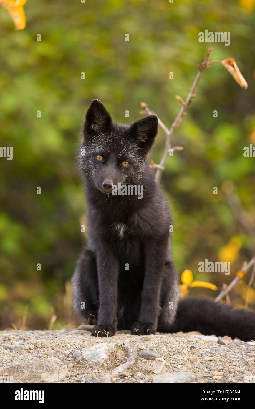 Red Fox (Vulpes vulpes) black phase, Denali National Park, Alaska Stock ...