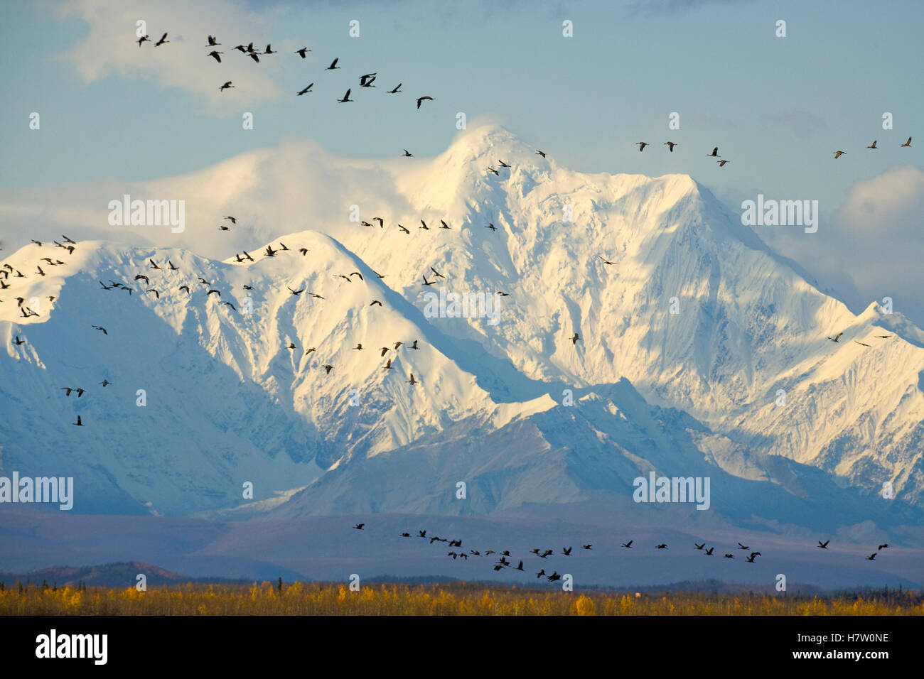 Sandhill Crane (Grus canadensis) flock flying in front of snowy Alaska ...