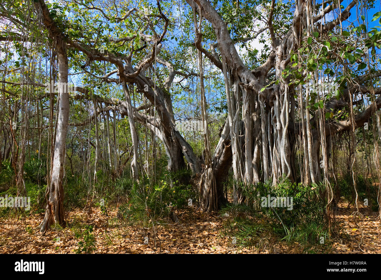Indian Banyan Tree (Ficus benghalensis) showing aerial roots, India ...