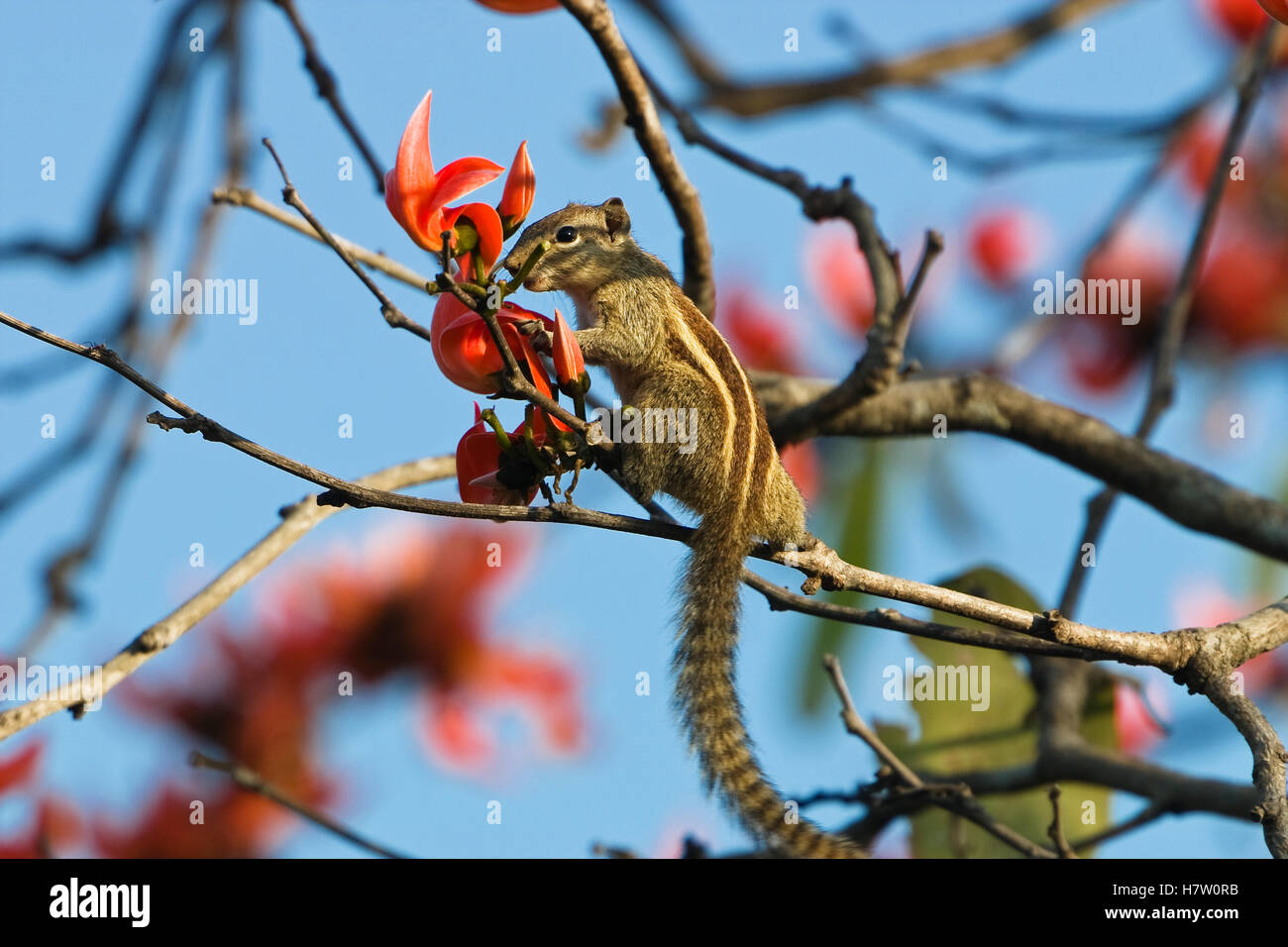 Five-striped Palm Squirrel (Funambulus pennanti) in tree, Guindy ...