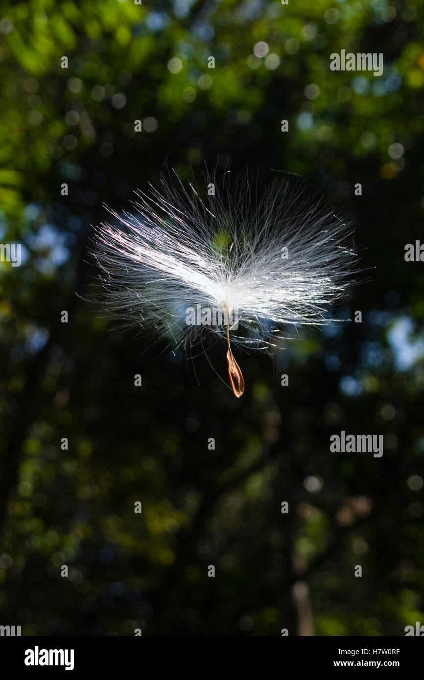 Seed of a rainforest tree falling, India Stock Photo - Alamy