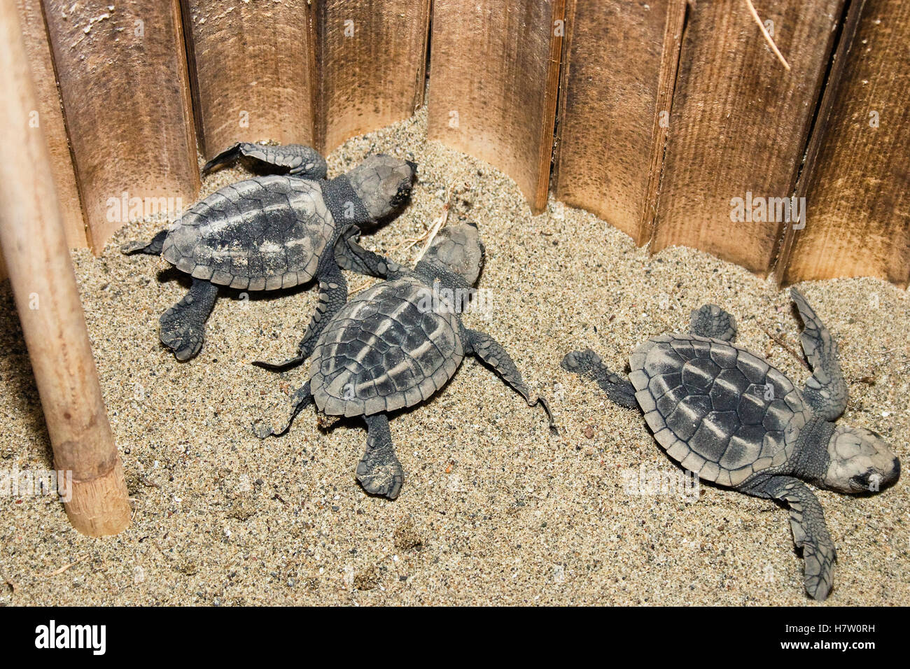 Olive Ridley Sea Turtle (Lepidochelys olivacea) hatchlings in ...