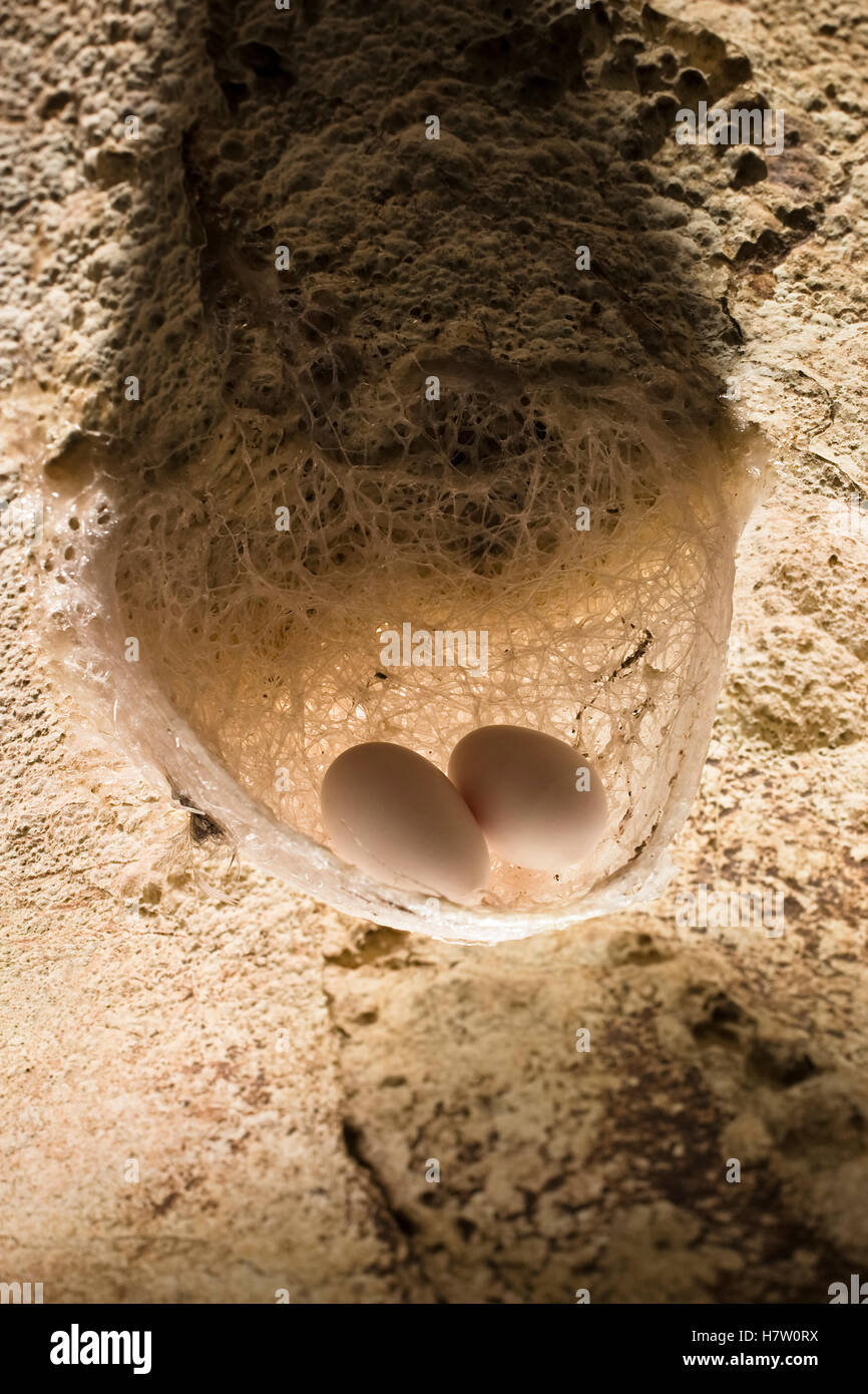 Edible-nest Swiftlet (Aerodramus fuciphagus) nest with eggs, North ...