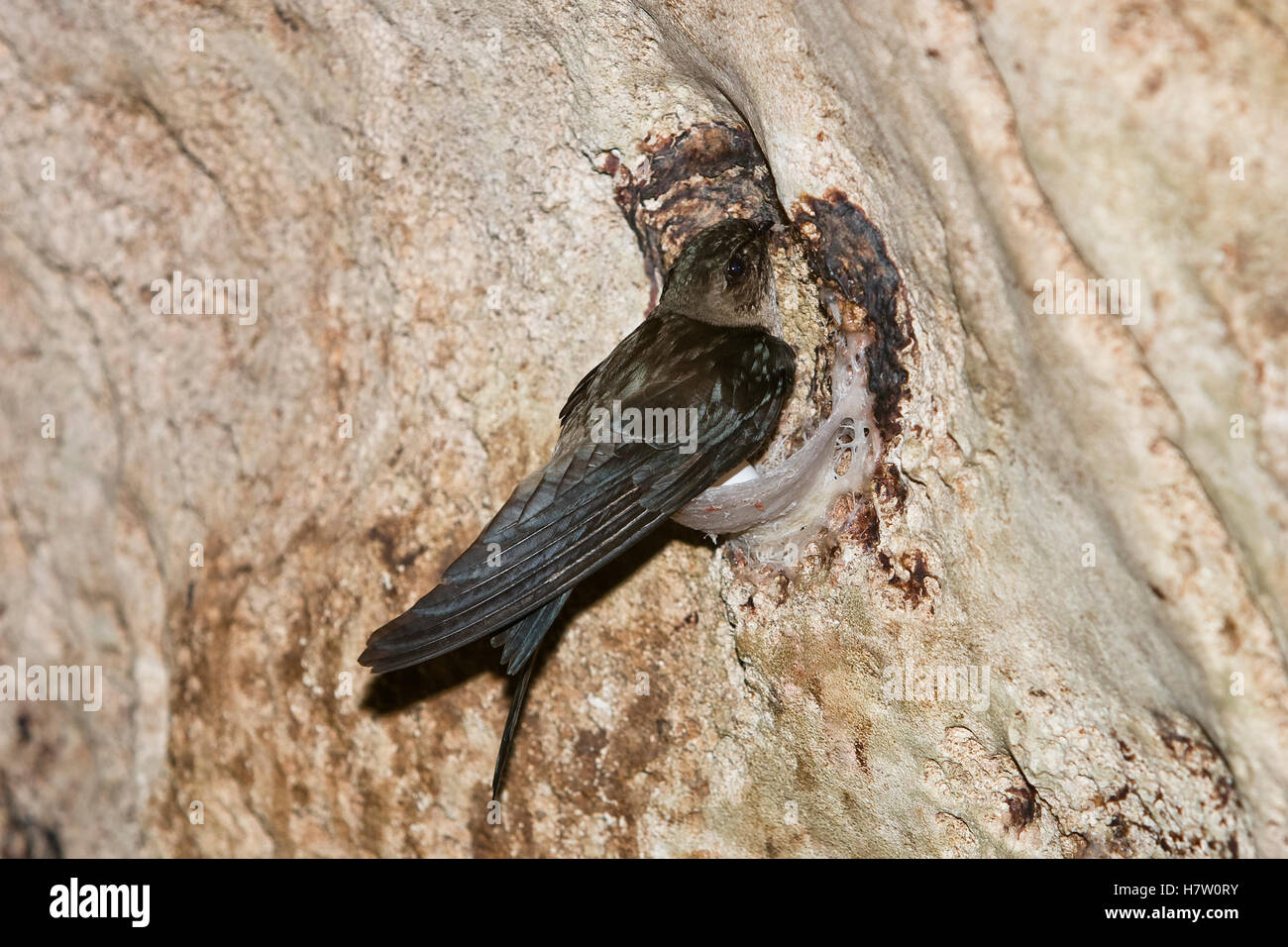 Edible-nest Swiftlet (Aerodramus fuciphagus) on nest, North Andaman ...