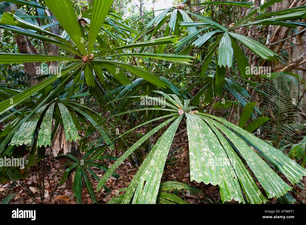 Salai-pathi (Licuala peltata) leaves, North Andaman Islands, India ...