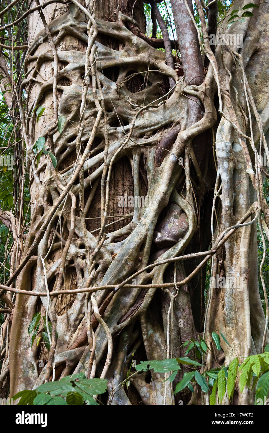 Indian Banyan Tree (Ficus benghalensis) wrapping around host tree ...