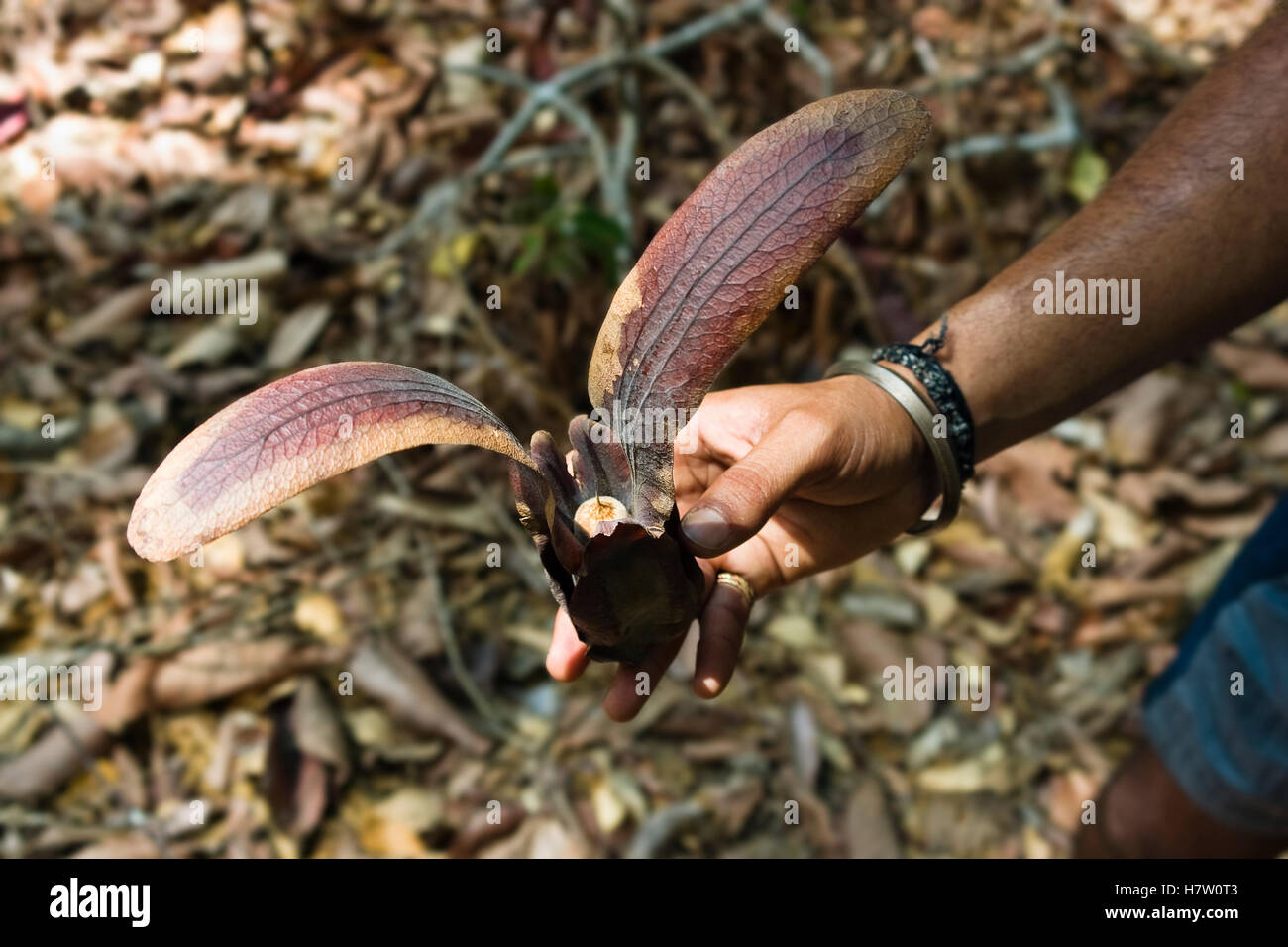 Flying seed of a rainforest tree, India Stock Photo - Alamy