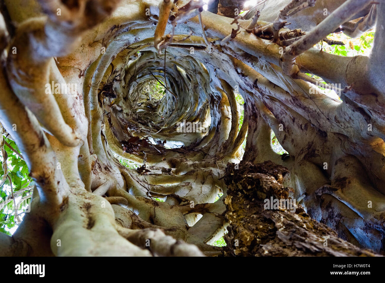 Indian Banyan Tree (Ficus benghalensis) hollow trunk in rainforest ...