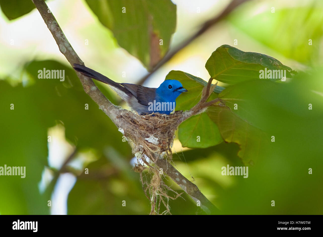 Black-naped Monarch (Hypothymis azurea) female at nest, Havelock Island ...