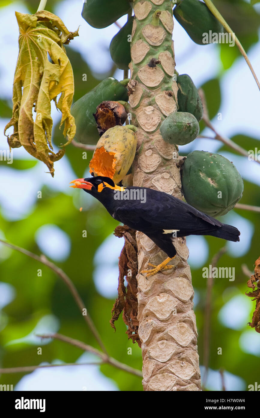 Hill Myna (Gracula religiosa) feeding on papaya, Havelock Island, India ...
