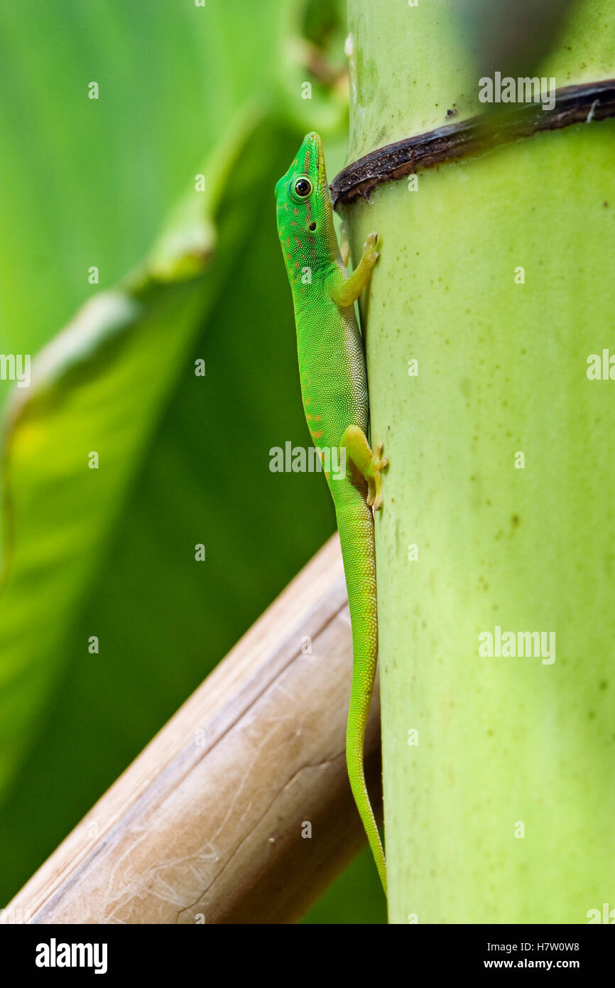 Andaman Day Gecko (Phelsuma andamanensis), India Stock Photo - Alamy