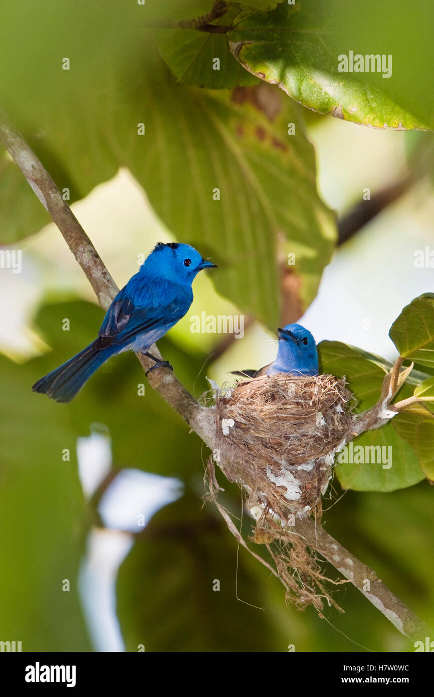 Black-naped Monarch (Hypothymis azurea) pair at nest, India Stock Photo ...