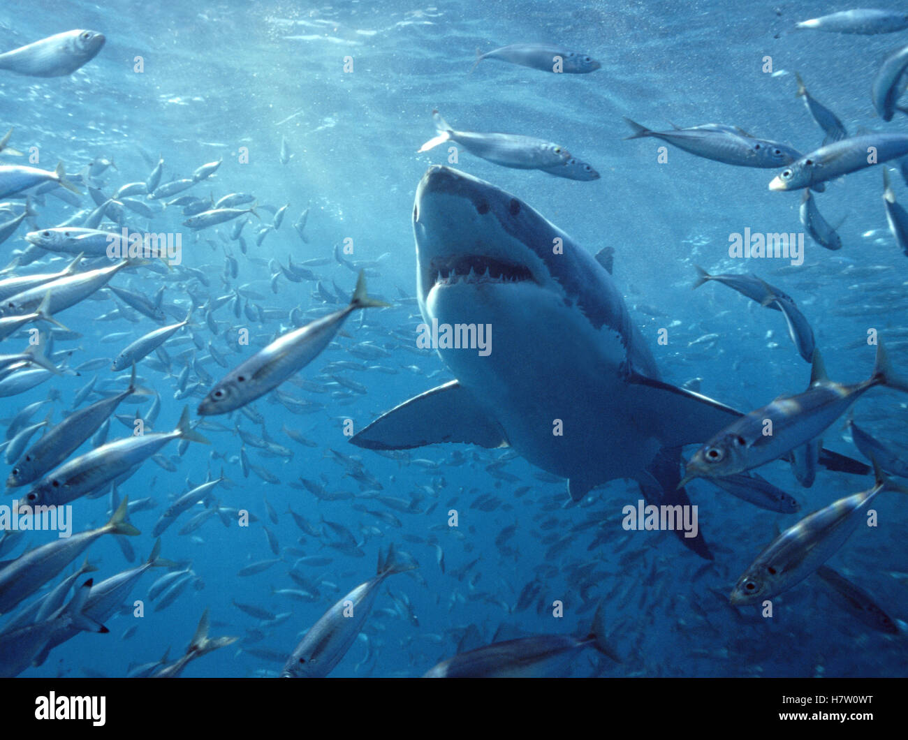 Great White Shark (Carcharodon carcharias) with schooling fish, Neptune ...