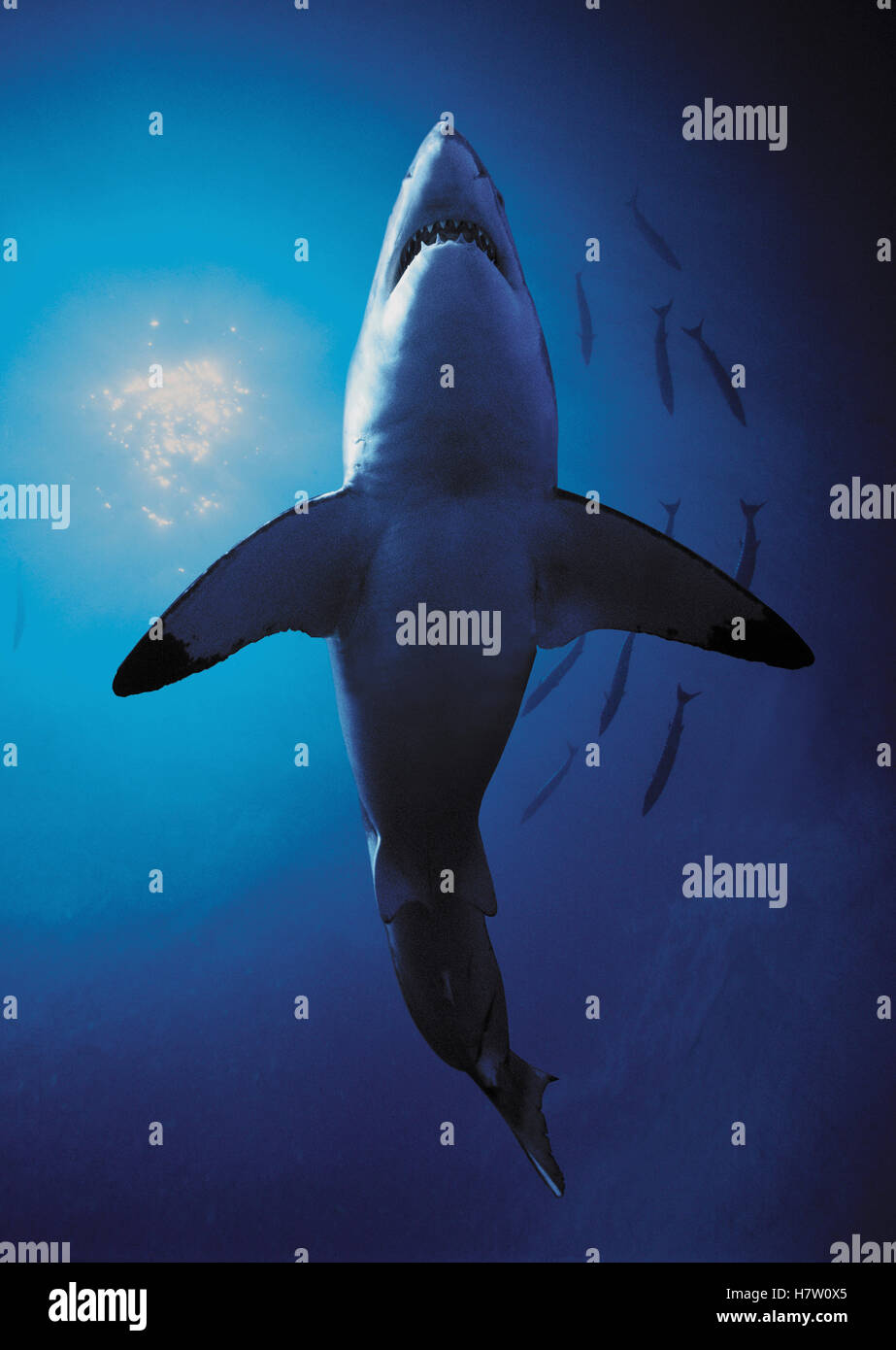 Great White Shark (Carcharodon carcharias) underside with schooling ...