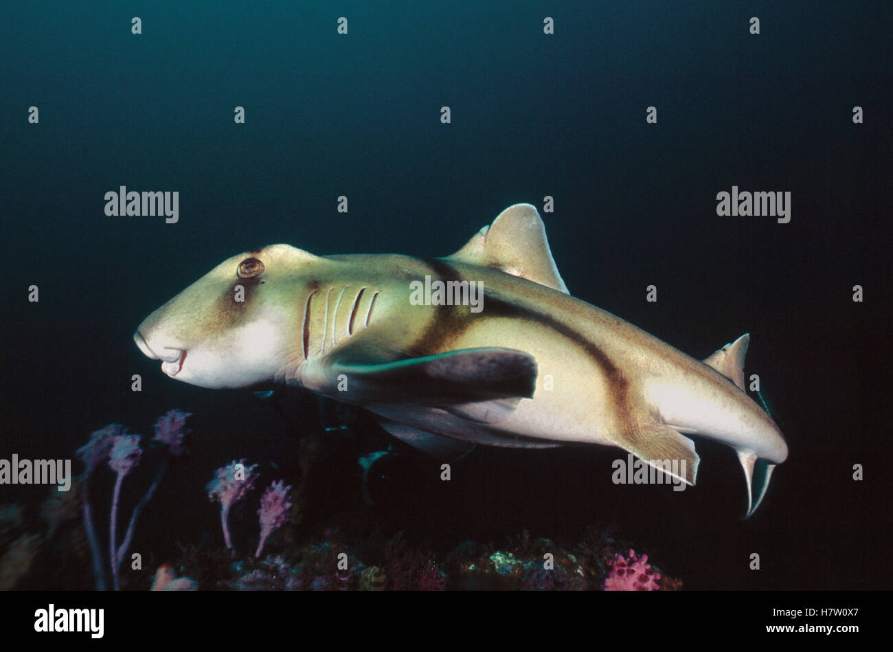 Port Jackson Shark (Heterodontus portusjackson), Jervis Bay, Australia ...