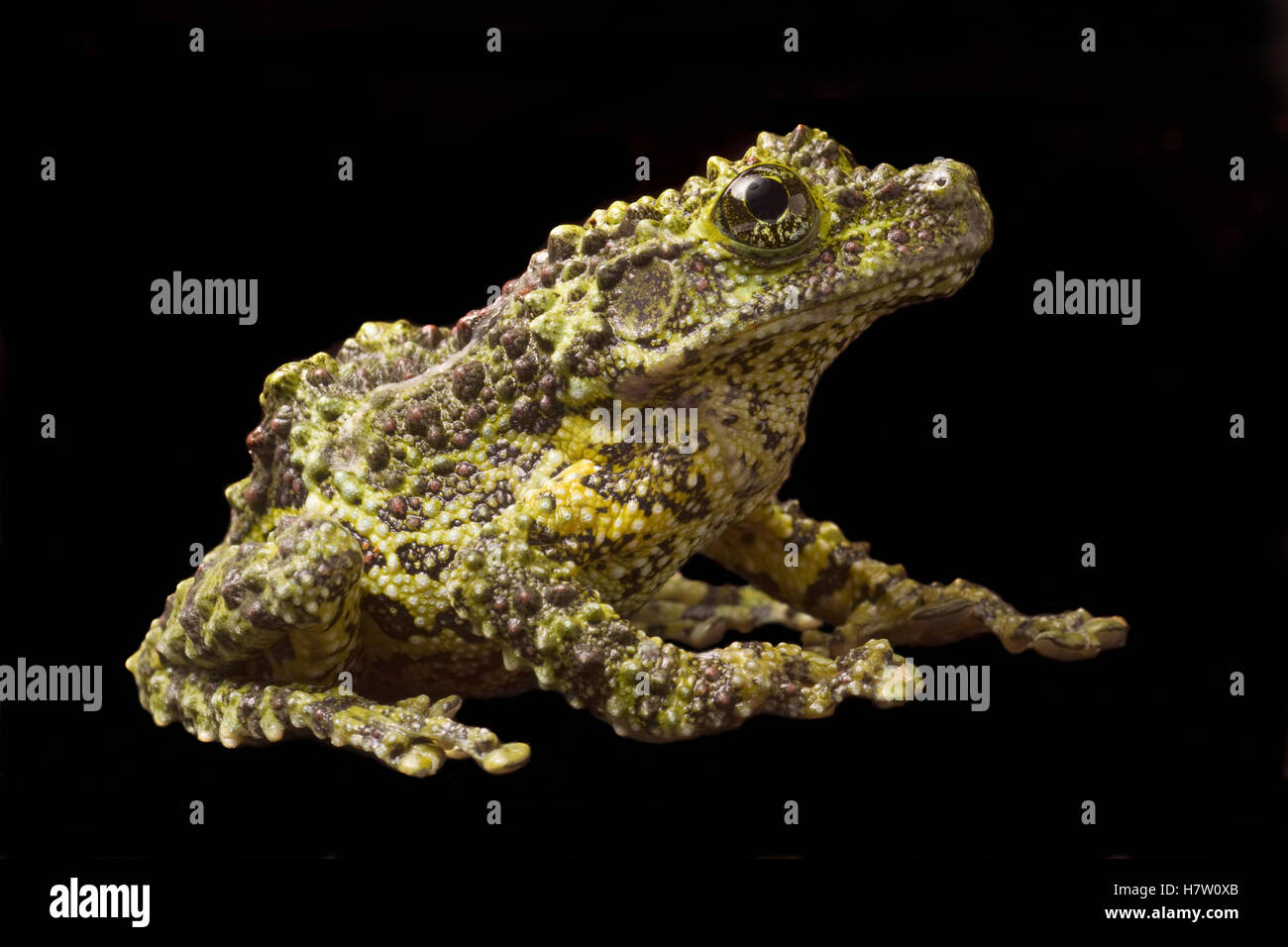 Moss Frog (Theloderma corticale), native to northern Vietnam Stock ...
