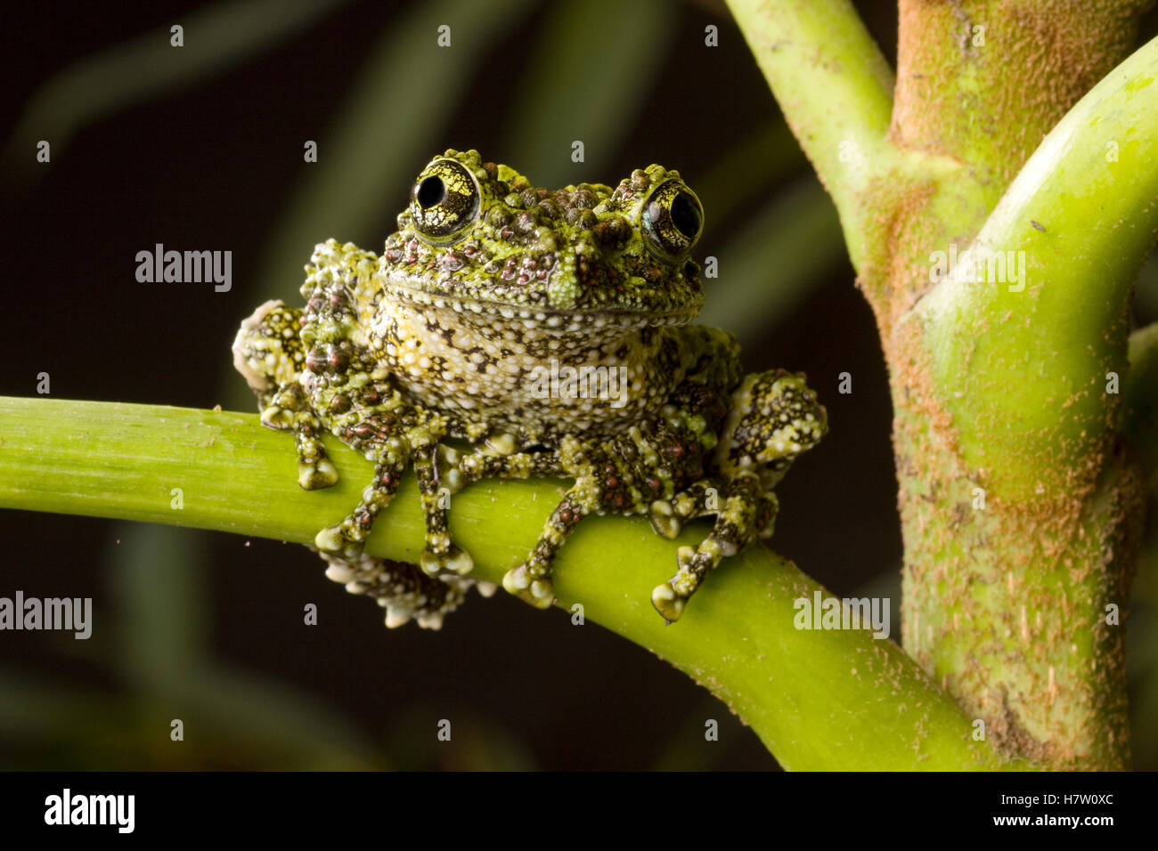 Moss Frog (Theloderma corticale), native to northern Vietnam Stock ...
