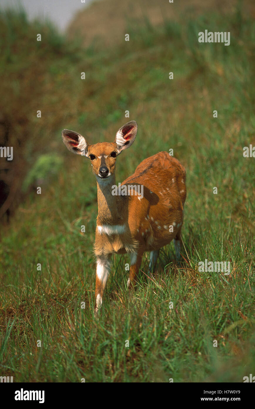 Bushbuck (Tragelaphus scriptus) female, Victoria Falls, Zimbabwe Stock ...