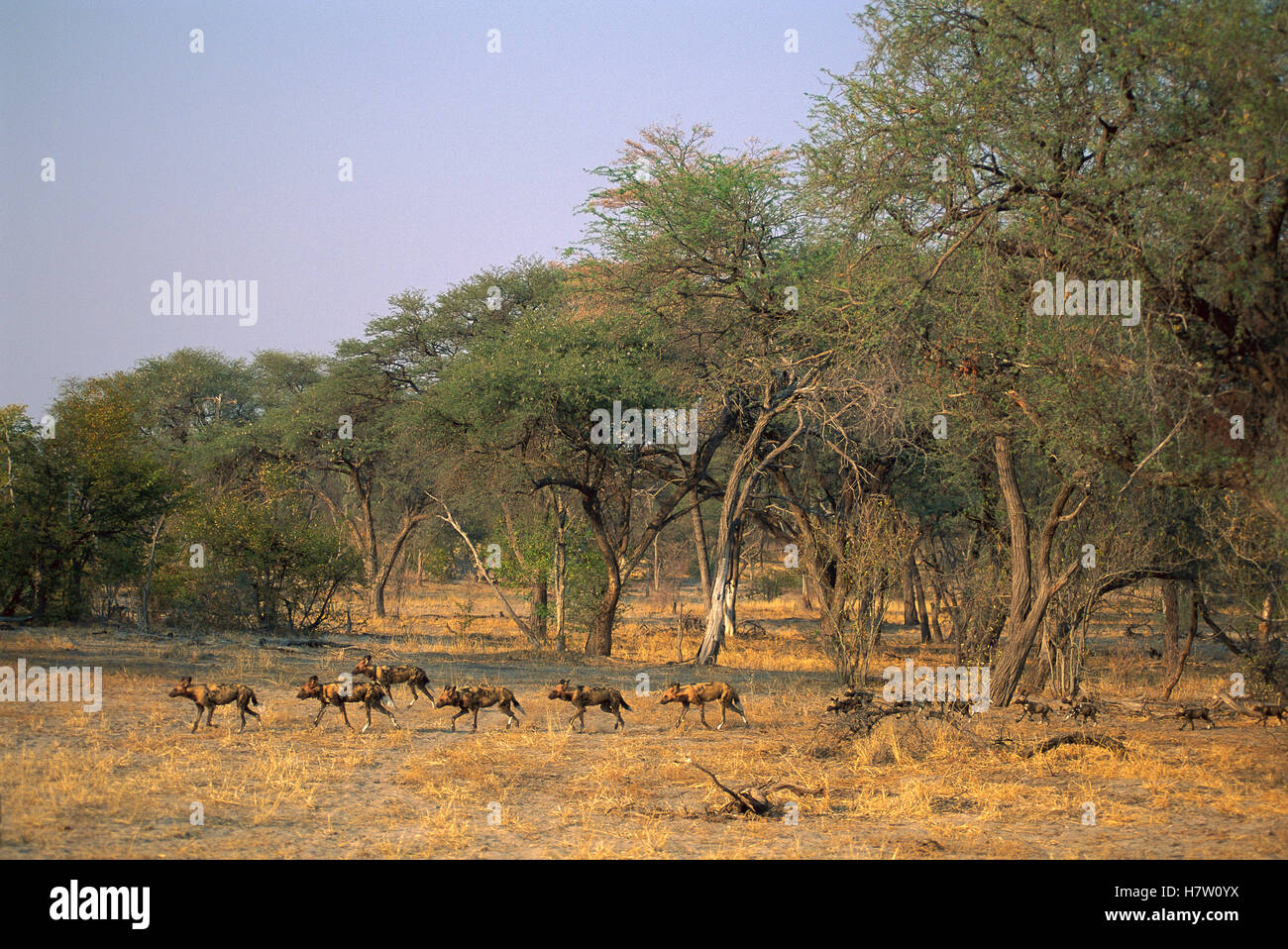 African Wild Dog (Lycaon pictus) pack on the hunt, Moremi Game Reserve ...