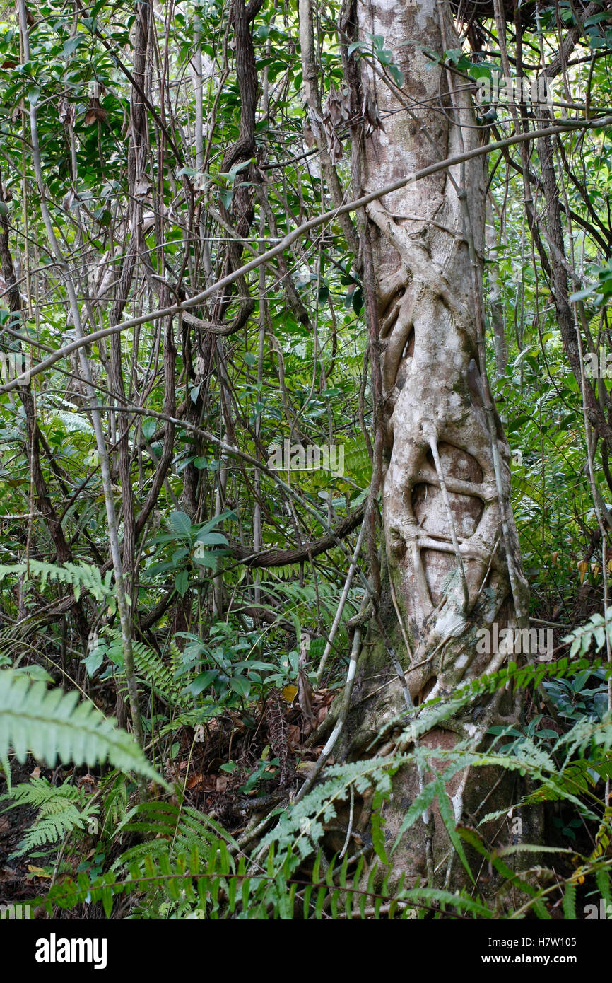 Giant Strangler Fig (Ficus aurea) surrounding its host plant ...