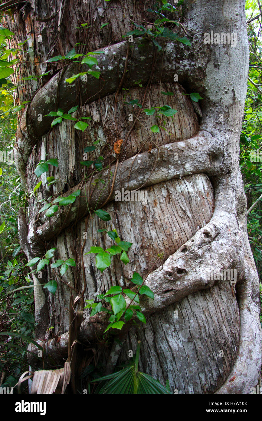 Giant Strangler Fig (Ficus aurea) surrounding its host plant ...