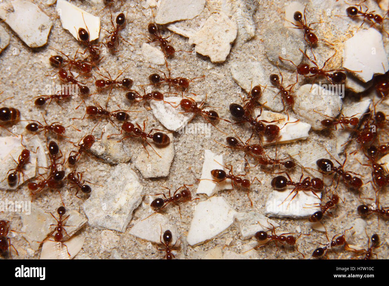 Red Imported Fire Ant (Solenopsis invicta) group, native to South ...