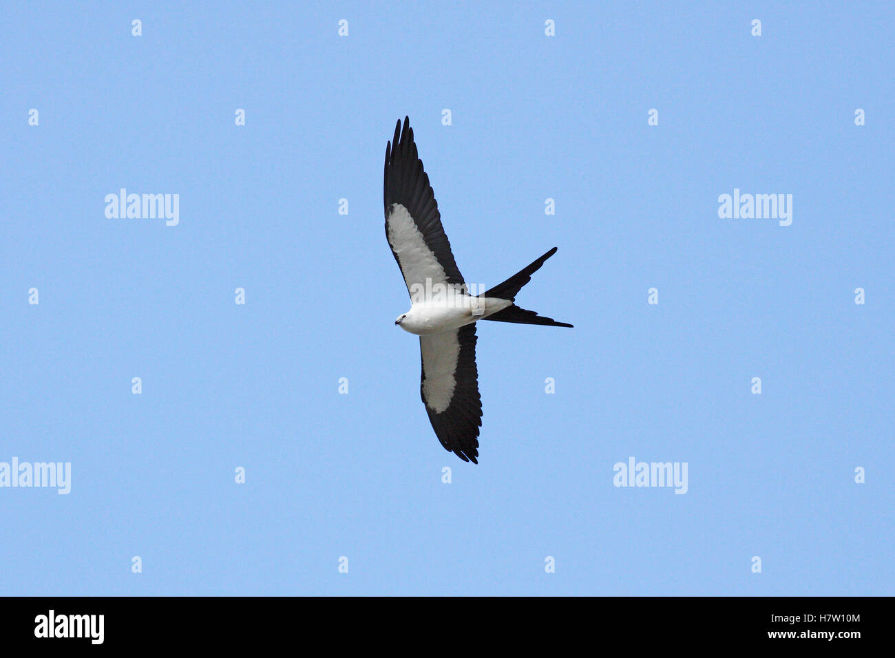 Swallow-tailed Kite (Elanoides forficatus) flying, Fakahatchee Strand ...