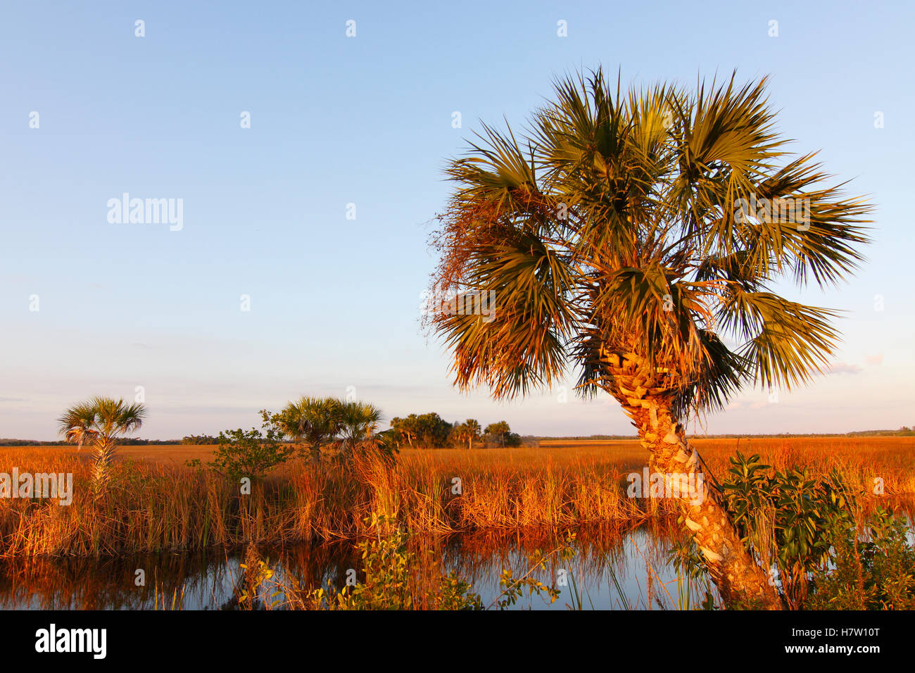 Cabbage Palm (Sabal sp) along water way, Big Cypress National Preserve ...