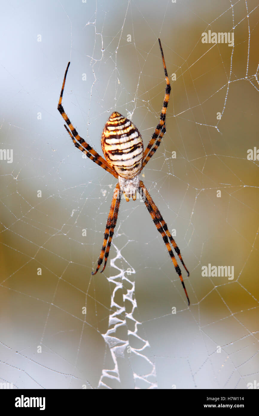 Orb-weaver Spider (Araneidae) showing zig-zag silk constructions called ...