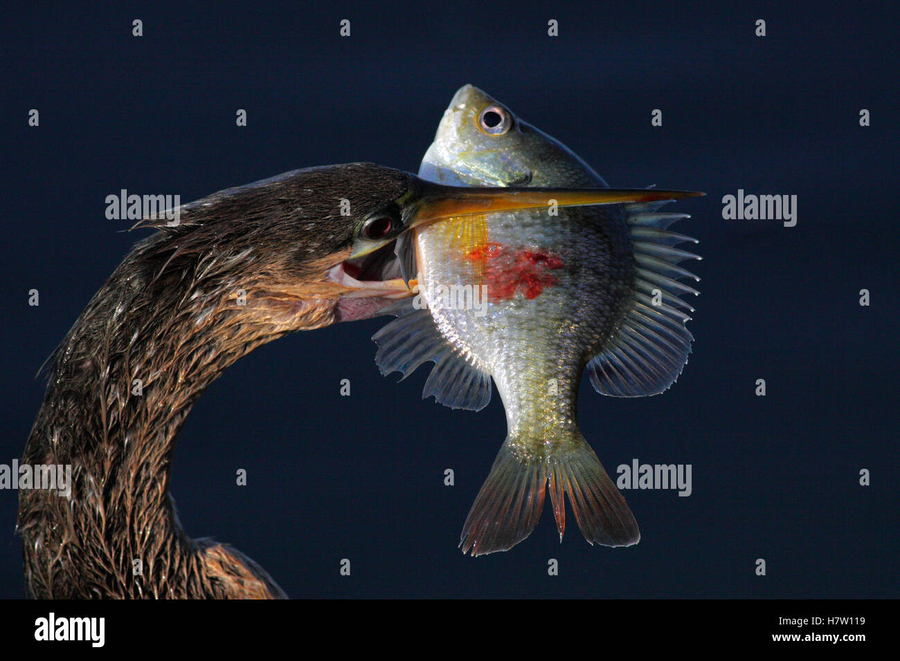 American Darter (Anhinga anhinga) with fish, Everglades National Park ...