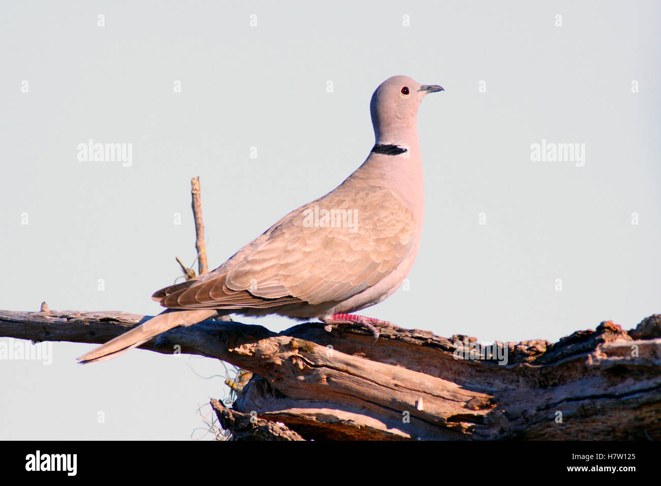 Eurasian Collared-Dove (Streptopelia decaocto), Kissimmee Prairie ...