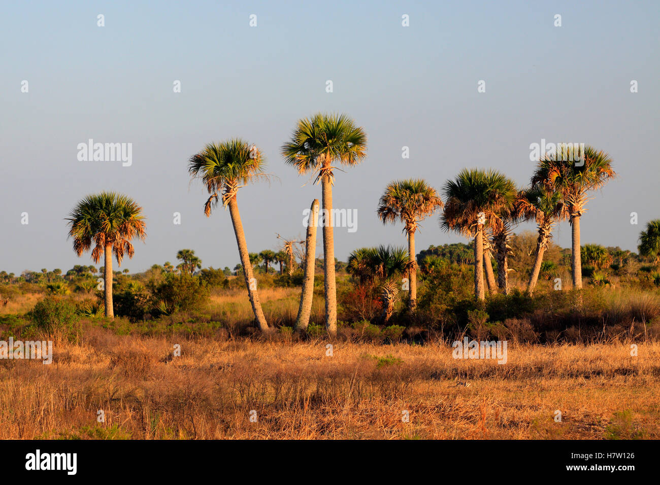 Cabbage Palm (Sabal sp) trees, Kissimmee Prairie Preserve State Park ...