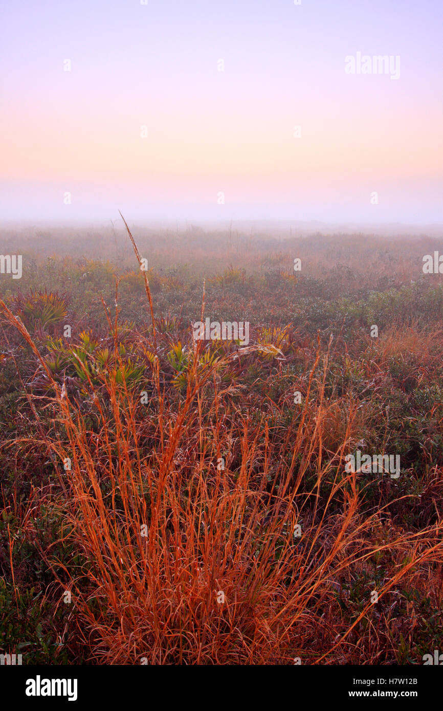 Dry prairie ecosytem at dawn, Kissimmee Prairie Preserve State Park ...