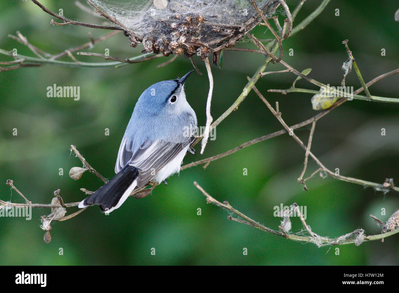 Blue-grey Gnatcatcher (Polioptila caerulea) eating caterpillars ...
