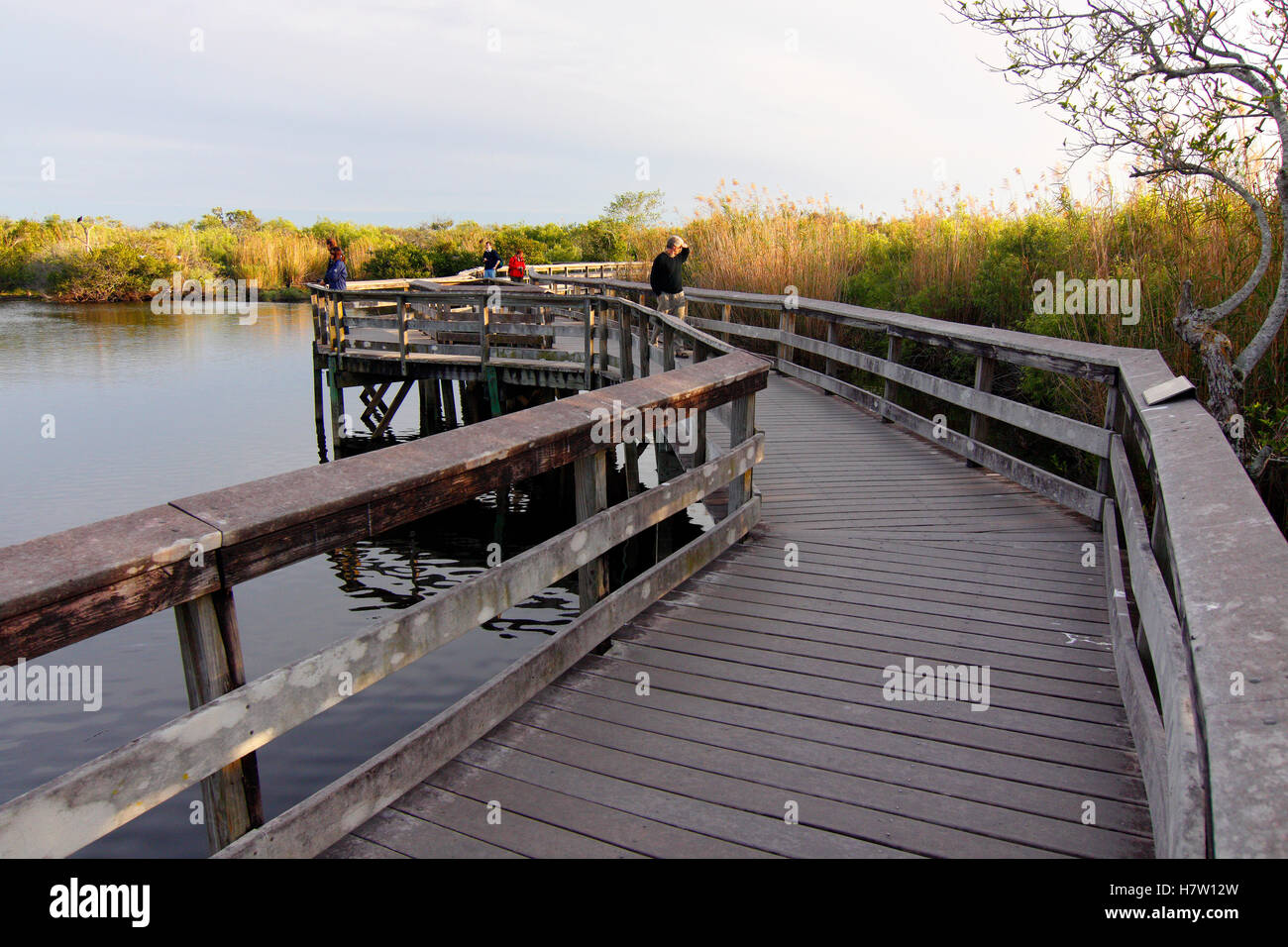 Tourists on boardwalk and viewing platform, Everglades National Park ...