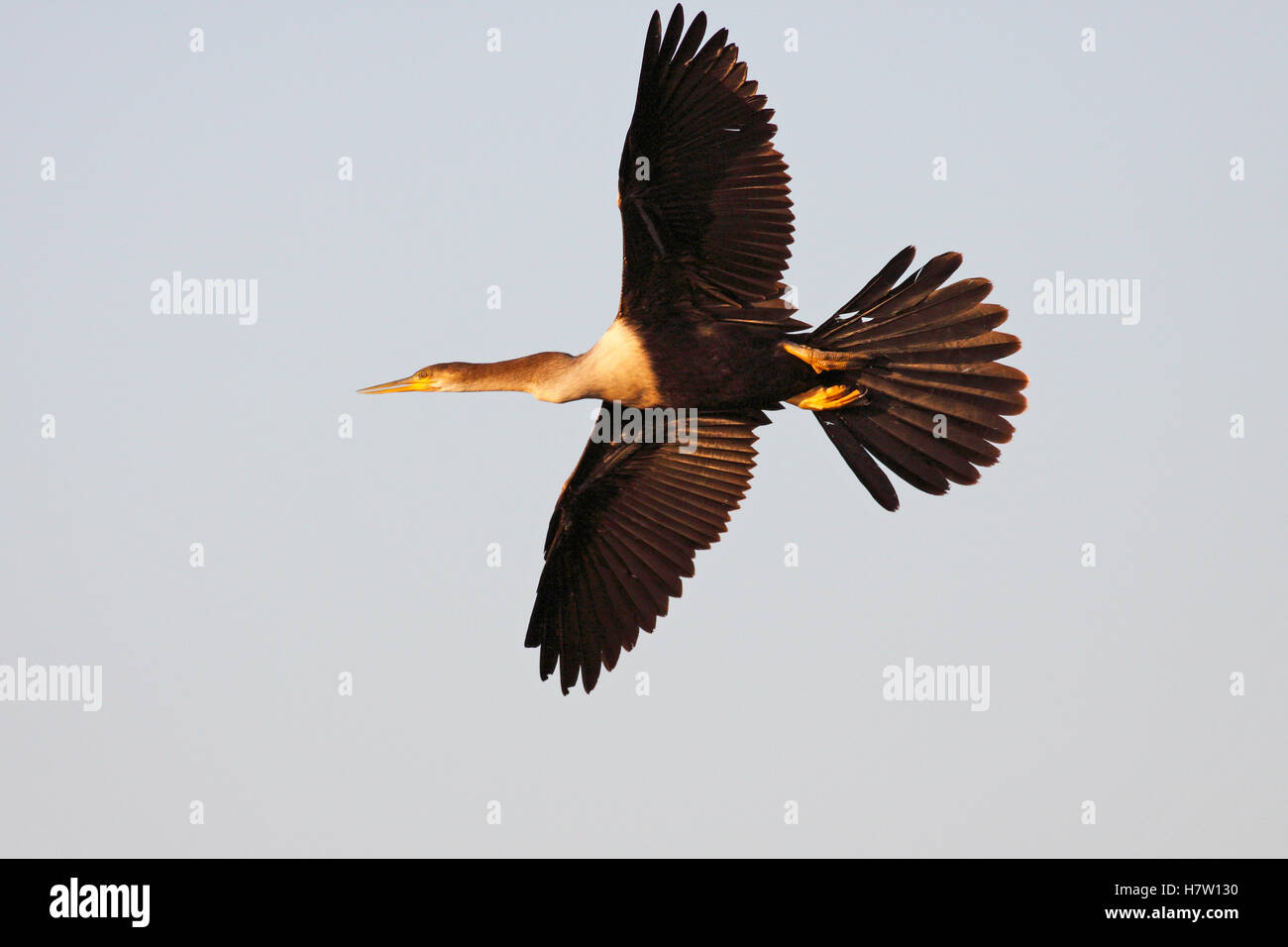 American Darter (Anhinga anhinga) flying, Everglades National Park ...