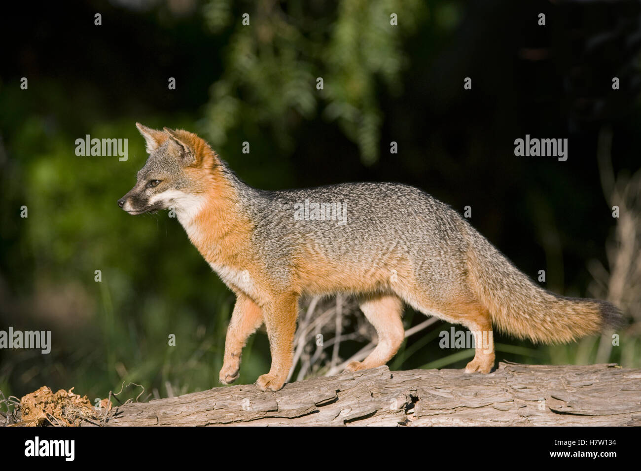 Channel Islands Gray Fox (Urocyon littoralis), Santa Cruz Island ...